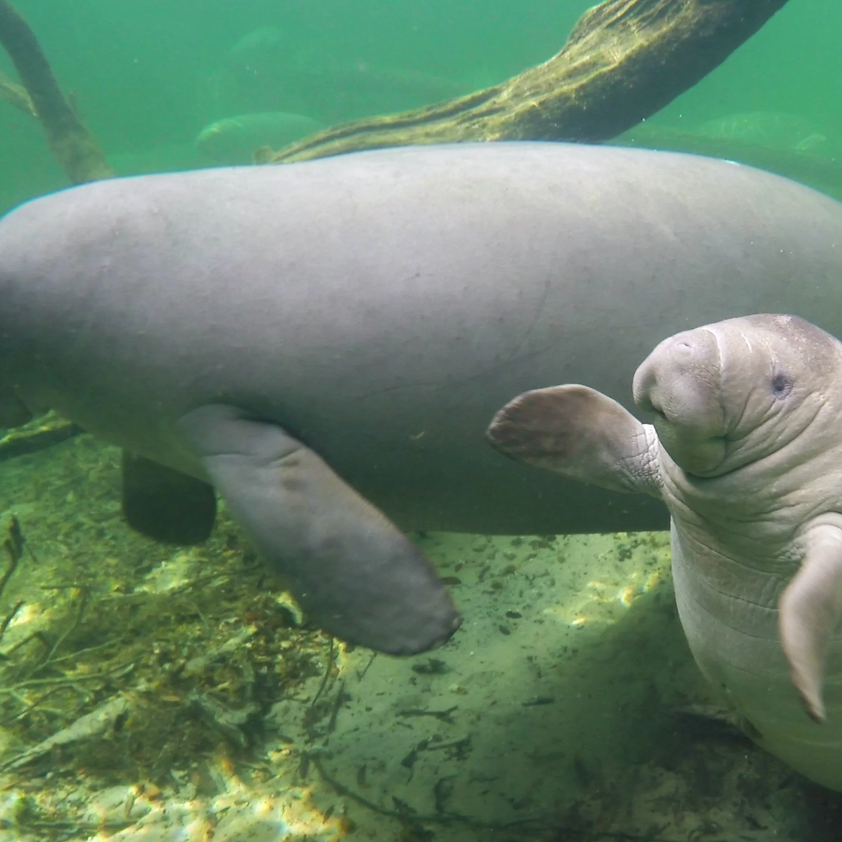 manatee articles