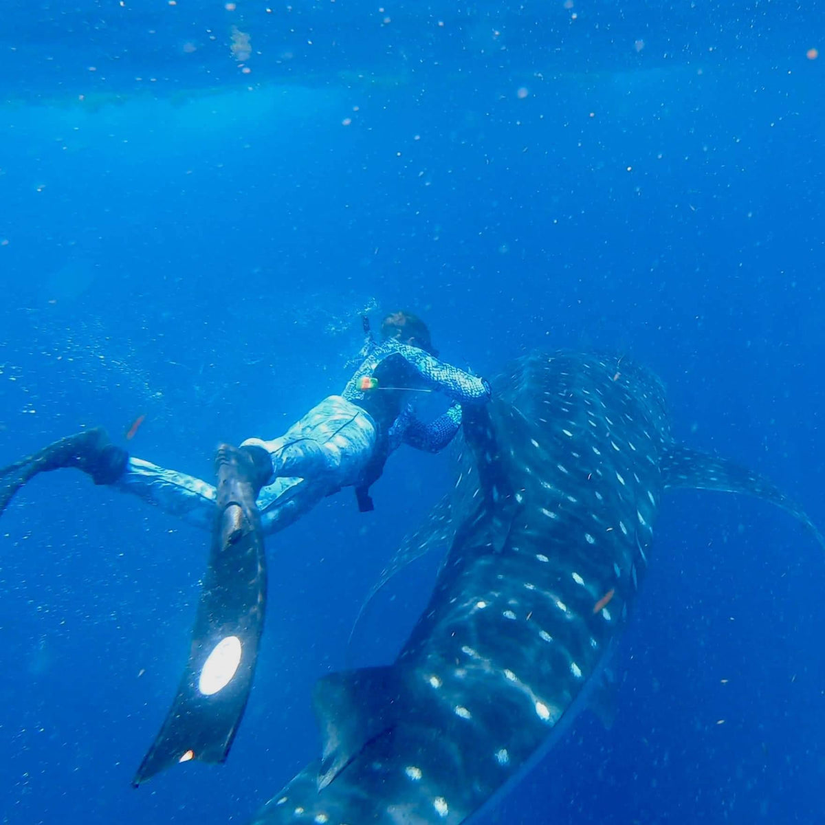 guy harvey shark tracker