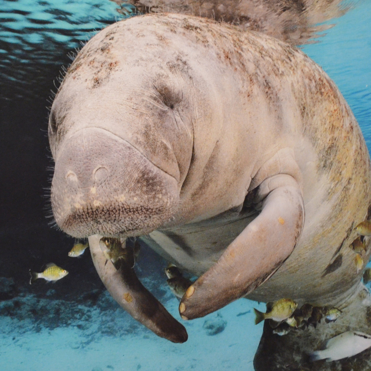 Manatee: The Gentle Giant of the Sea – 4ocean