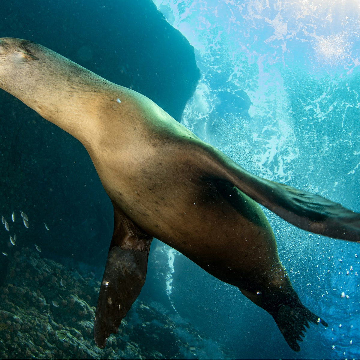 Exploring the Fascinating World of Seals: A Deep Dive into Seal Specie ...