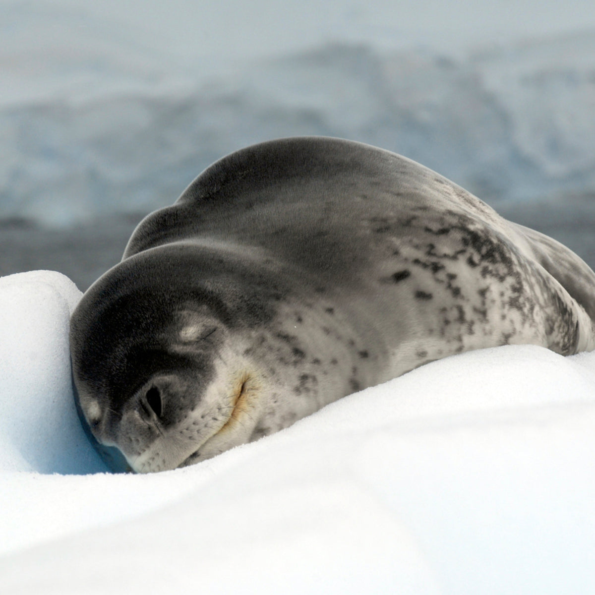 Leopard Seal: Apex Predator of the Ice – 4ocean