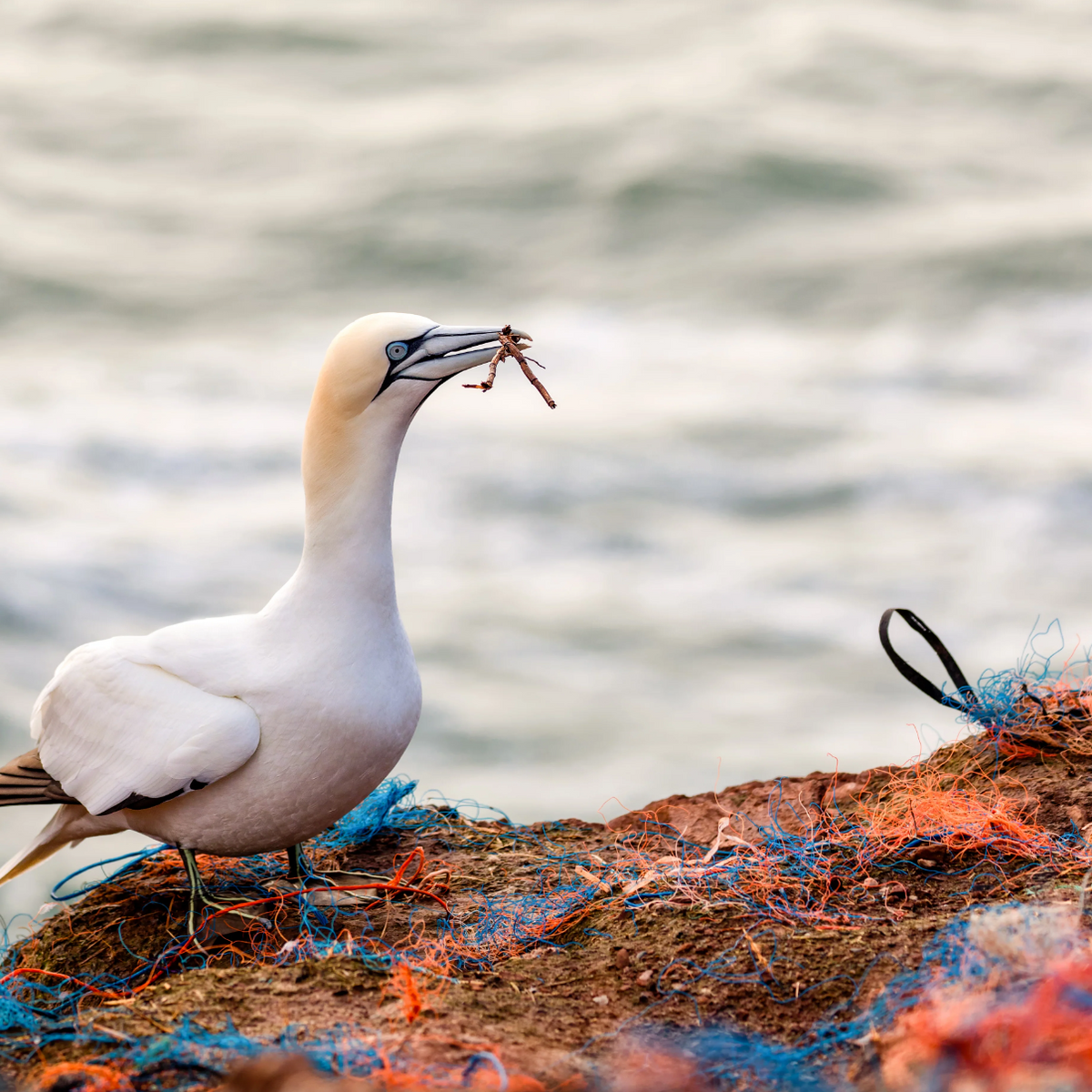 What Do Seabirds Eat? Evidently, Plastic. – 4ocean