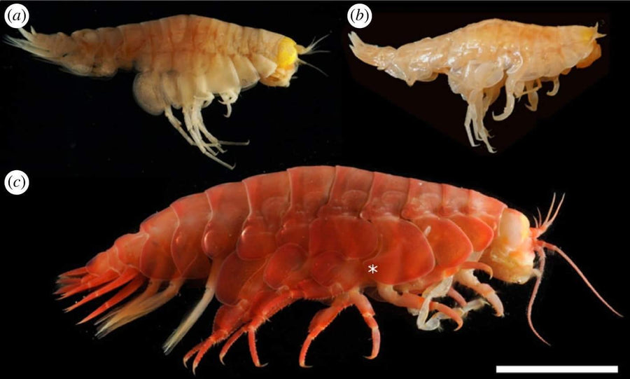 Deep Sea Animals Eating Microplastics – 4ocean