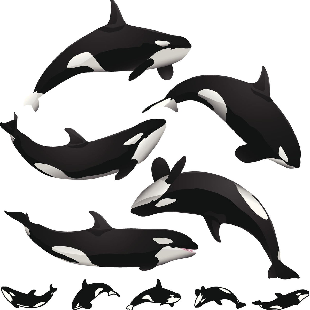 Perfect Timing: News Breaks During Orca Month of New Orca Species! – 4ocean