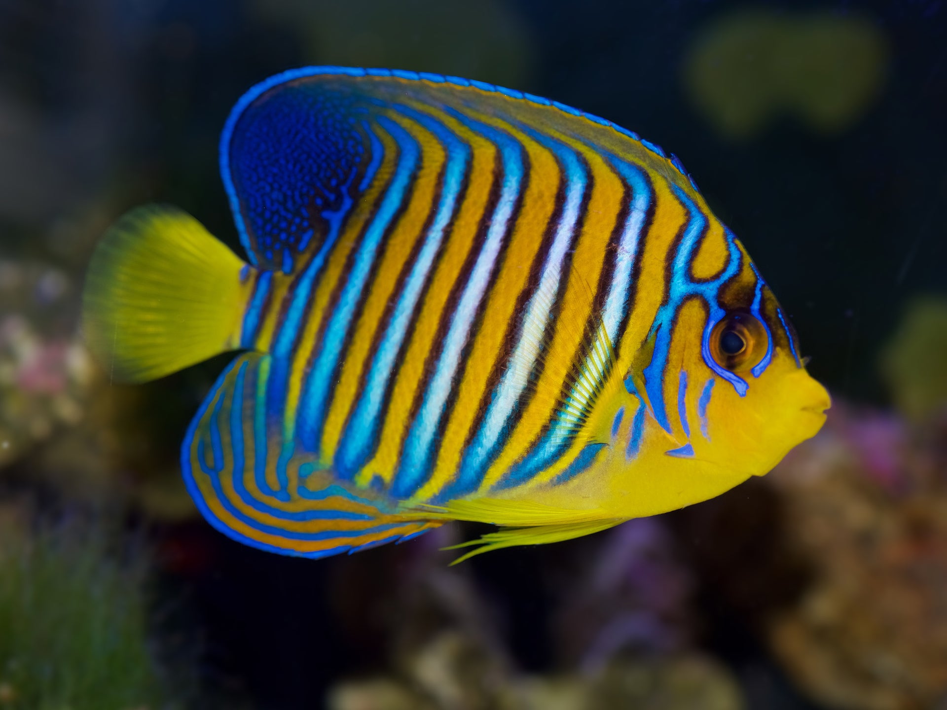 Angelfish Saltwater Tropical Fish Hobbyist August 2011 Q&A