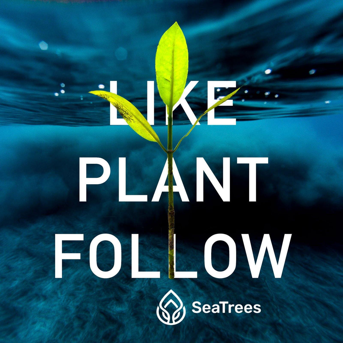 What Does it Mean to be "Ocean Positive?" SeaTrees Knows – 4ocean