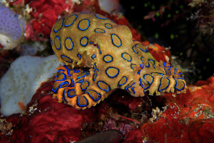 Cause of the Month: Blue-Ringed Octopus – 4ocean