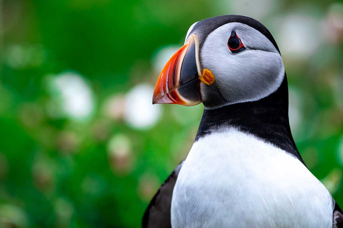 Cause of the Month - Puffin – 4ocean