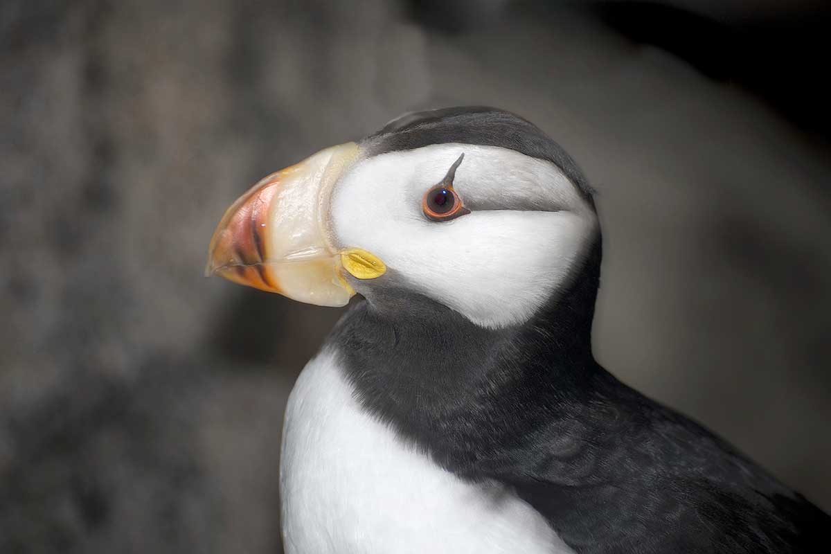 Cause of the Month - Puffin – 4ocean