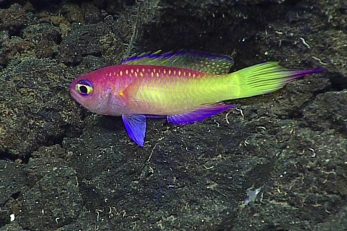 Pollution in the Deep Sea (And Boy, Do We Mean DEEP Sea) – 4ocean