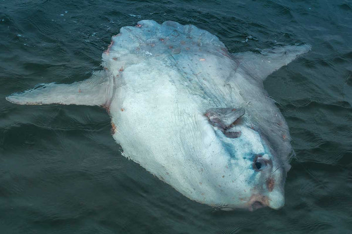 Ocean Sunfish: Facts about the Mola Mola Fish | 4ocean