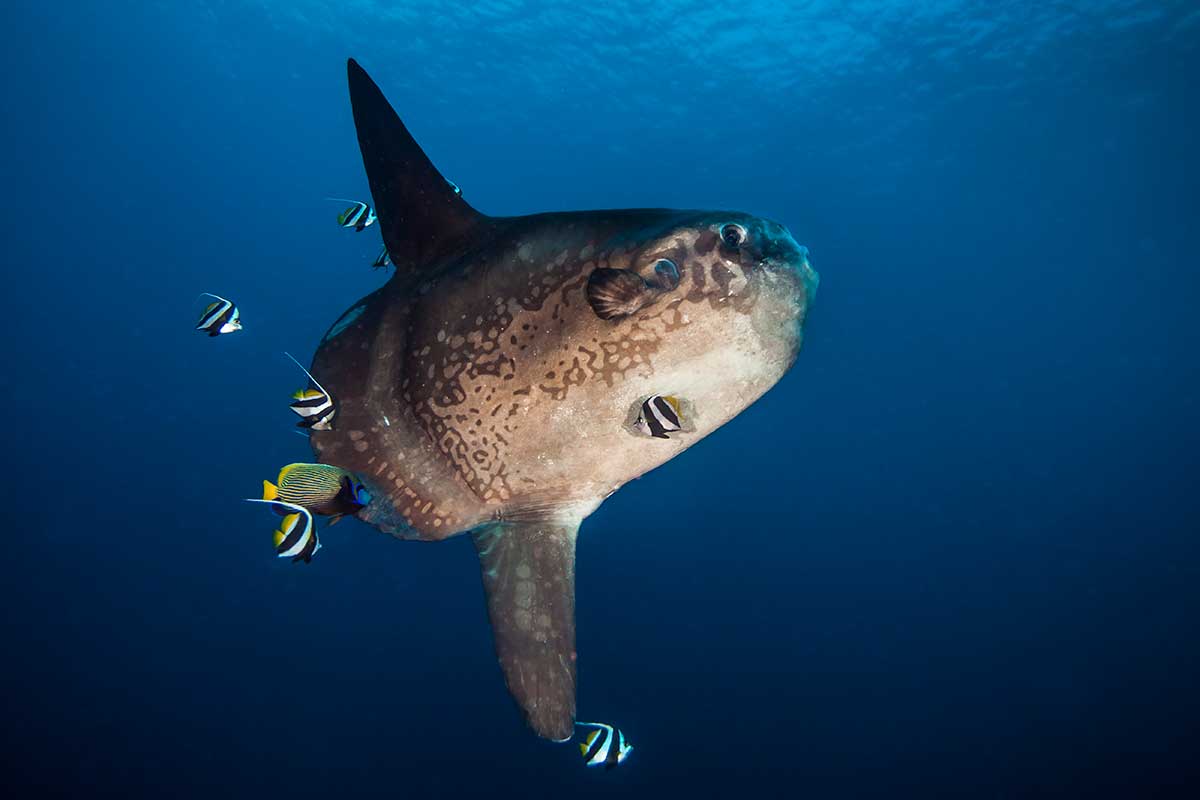 Ocean Sunfish: Facts about the Mola Mola Fish | 4ocean
