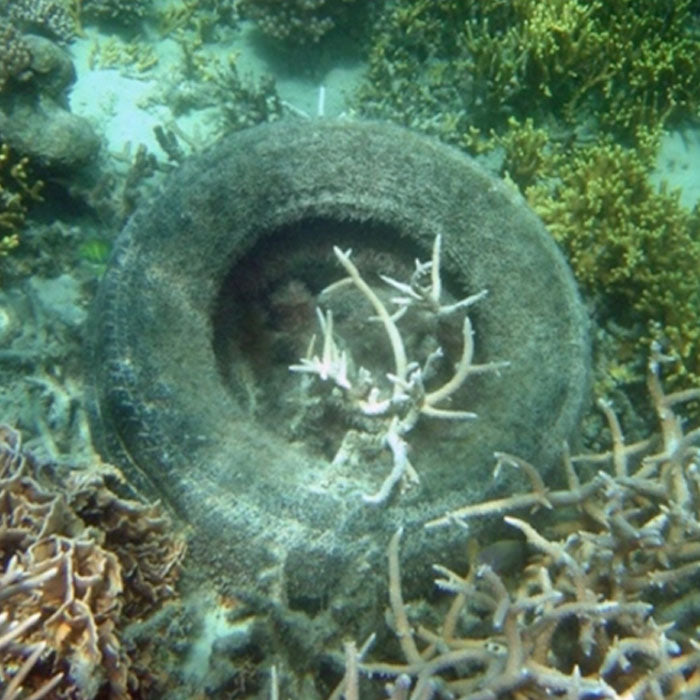 Osborne Reef – 4ocean